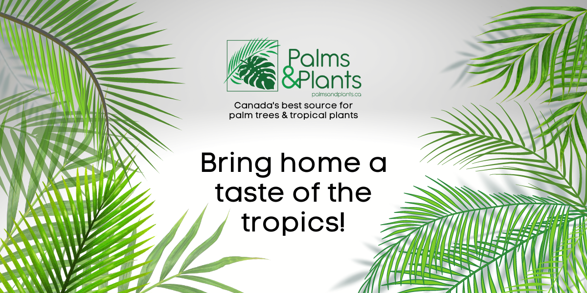 FAQ | Palms and Plants Canada high-quality palms trees and tropical pl