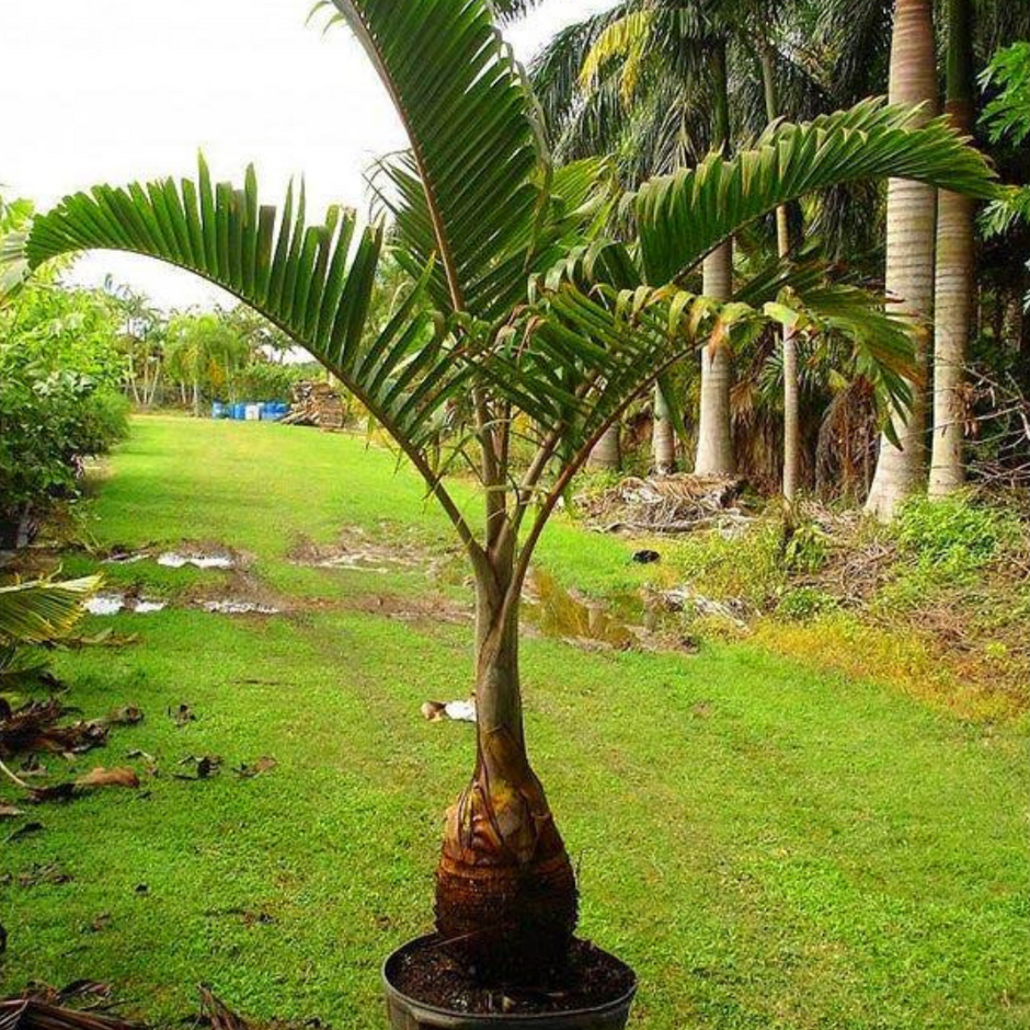 Palm Trees | Palms and Plants Canada – Palms and Plants Canada