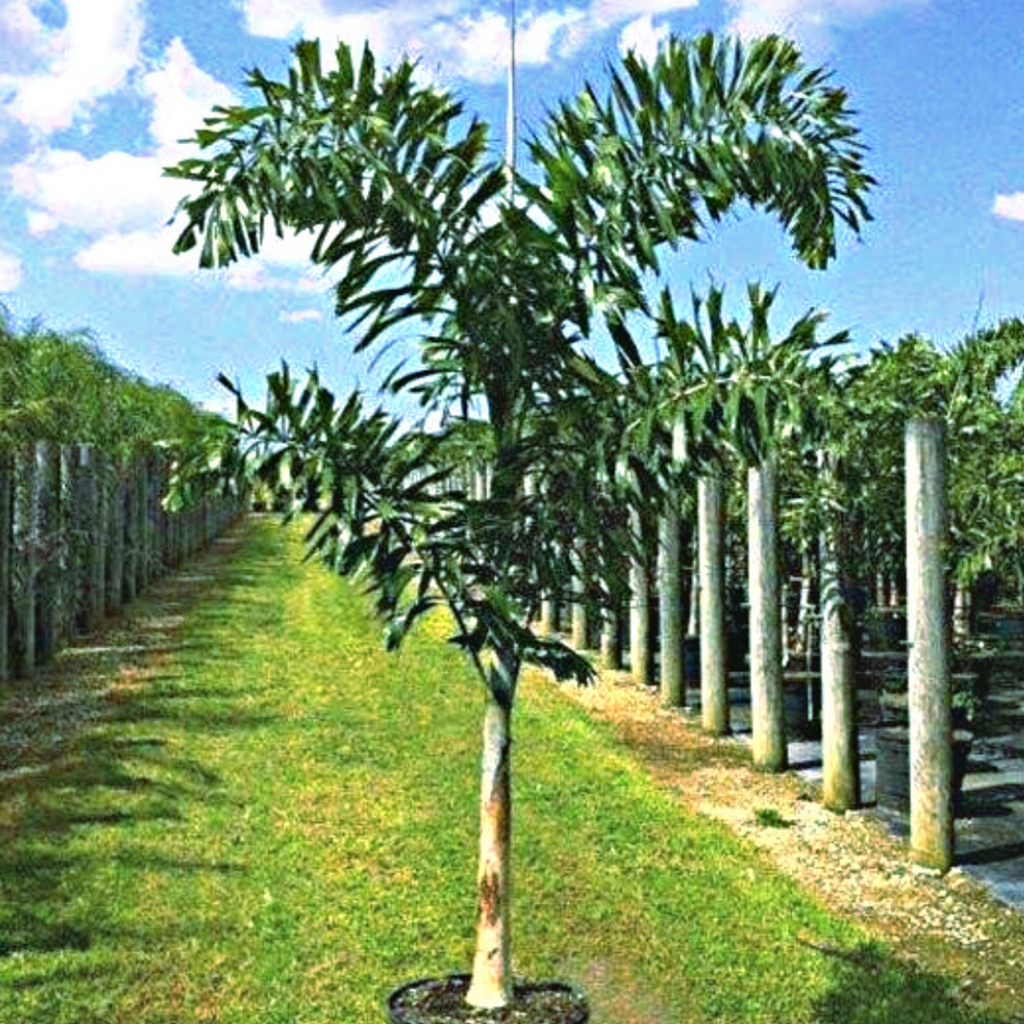 Palm Trees | Palms and Plants Canada – Palms and Plants Canada